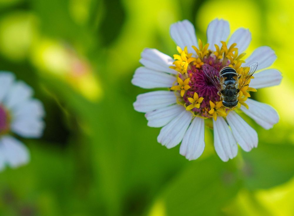 pollinator visits flower Singletree Flower | Free Photo - rawpixel