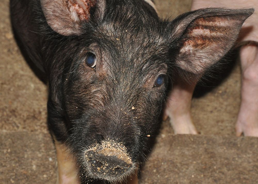 Boar farm animal | Free Photo - rawpixel