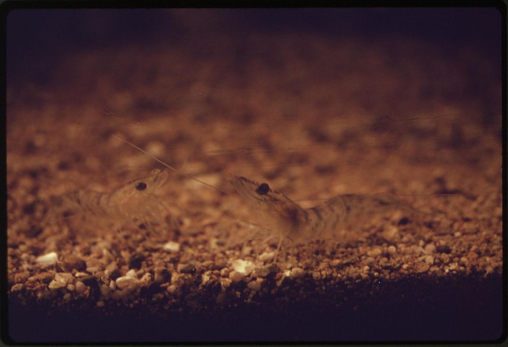 juvenile shrimp being raised University | Free Photo - rawpixel