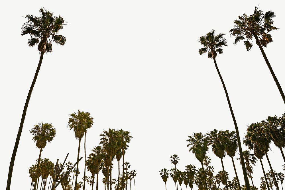 Palm trees border psd | Premium PSD - rawpixel