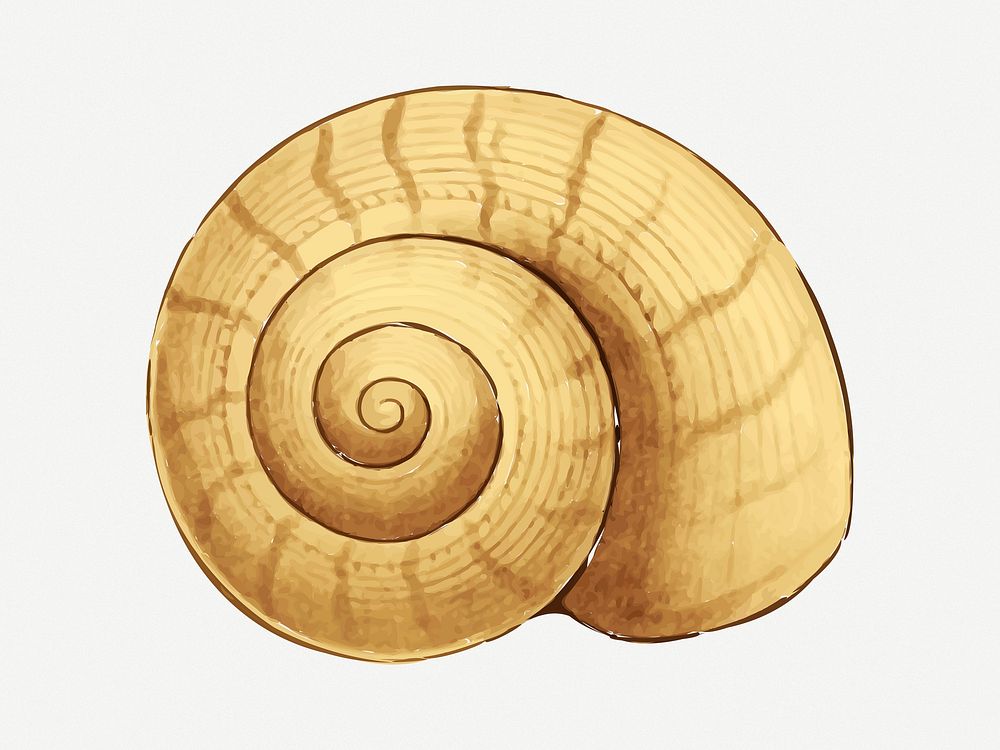Shell clipart psd. Free public | Free PSD - rawpixel