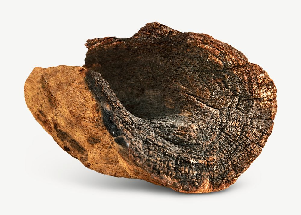 Wooden tree bark collage element | Premium PSD - rawpixel