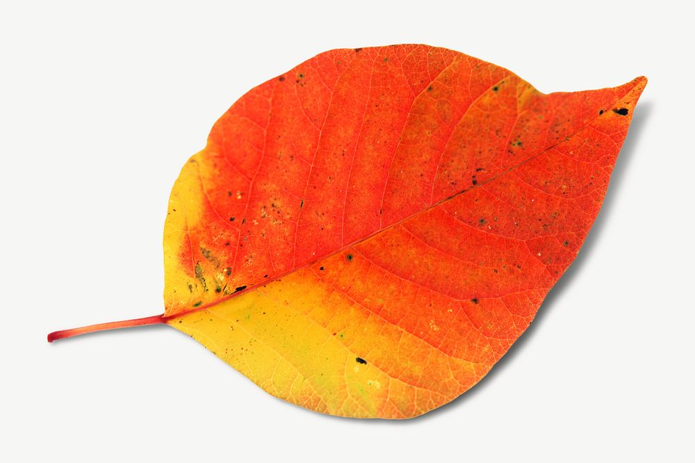 Red tree leaf collage element | Free PSD - rawpixel