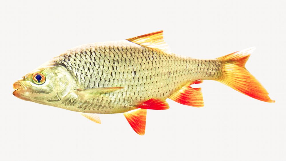 Yellow angelfish, isolated design | Free Photo - rawpixel