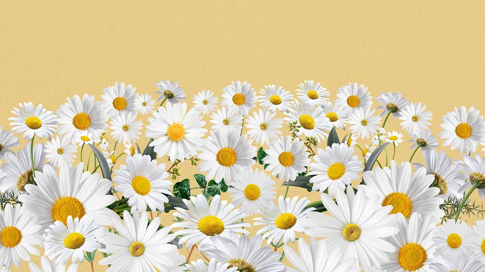 Daisy flower border desktop wallpaper, | Premium Photo - rawpixel
