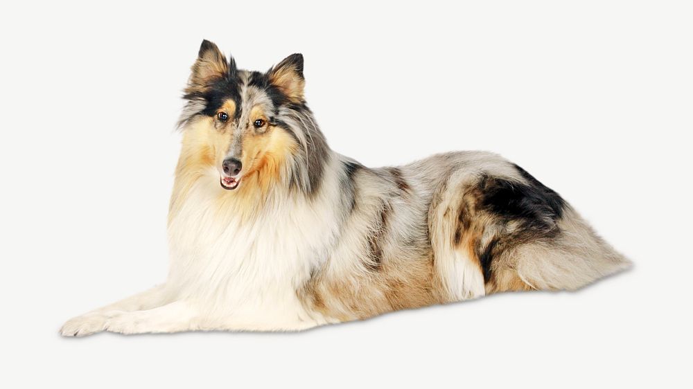 Collie dog psd, isolated design | Premium PSD - rawpixel