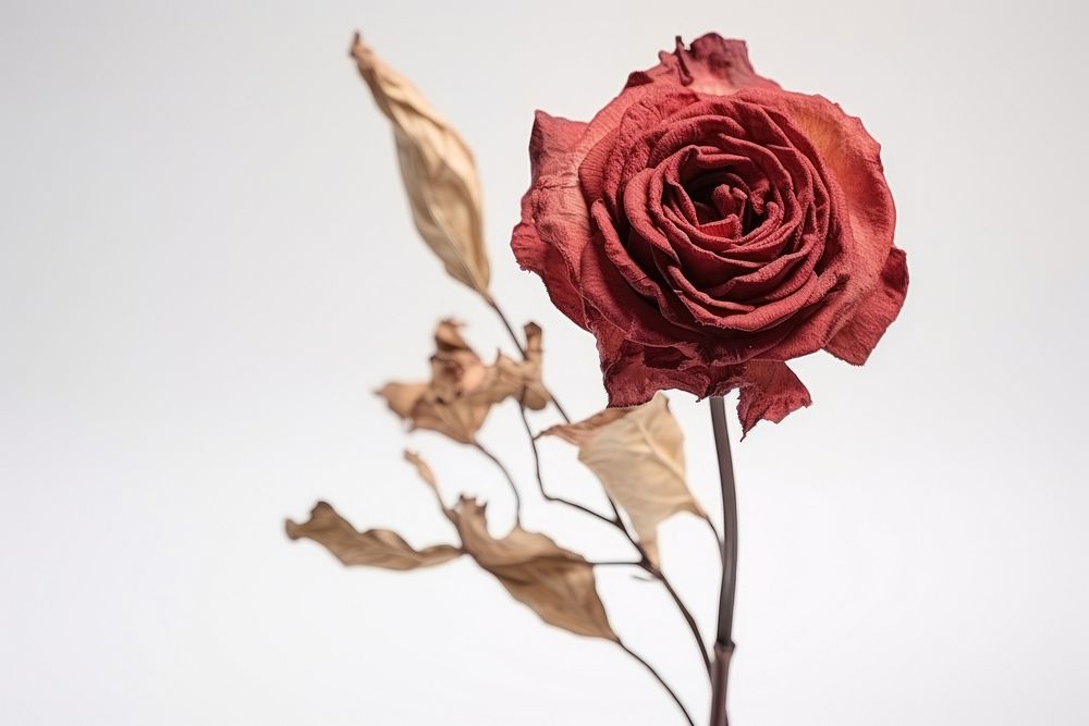 Dried red rose flower petal | Free Photo - rawpixel