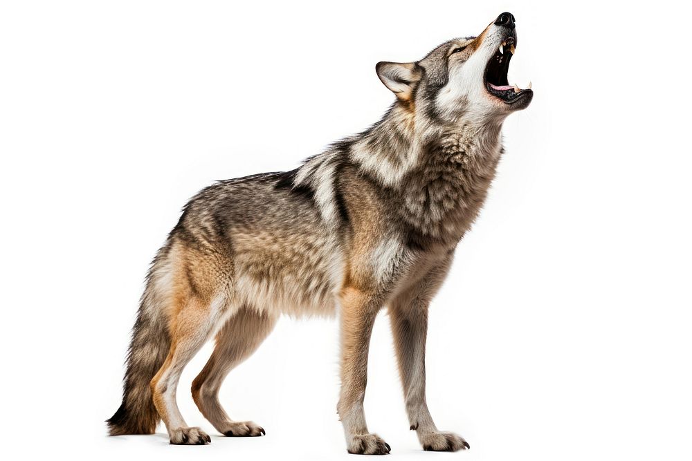 Wolf howling animal mammal coyote. | Free Photo - rawpixel