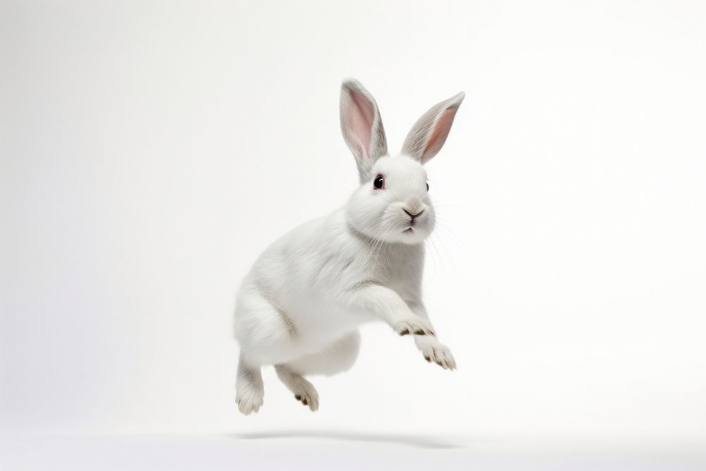 White rabbit lang jump animal | Free Photo - rawpixel