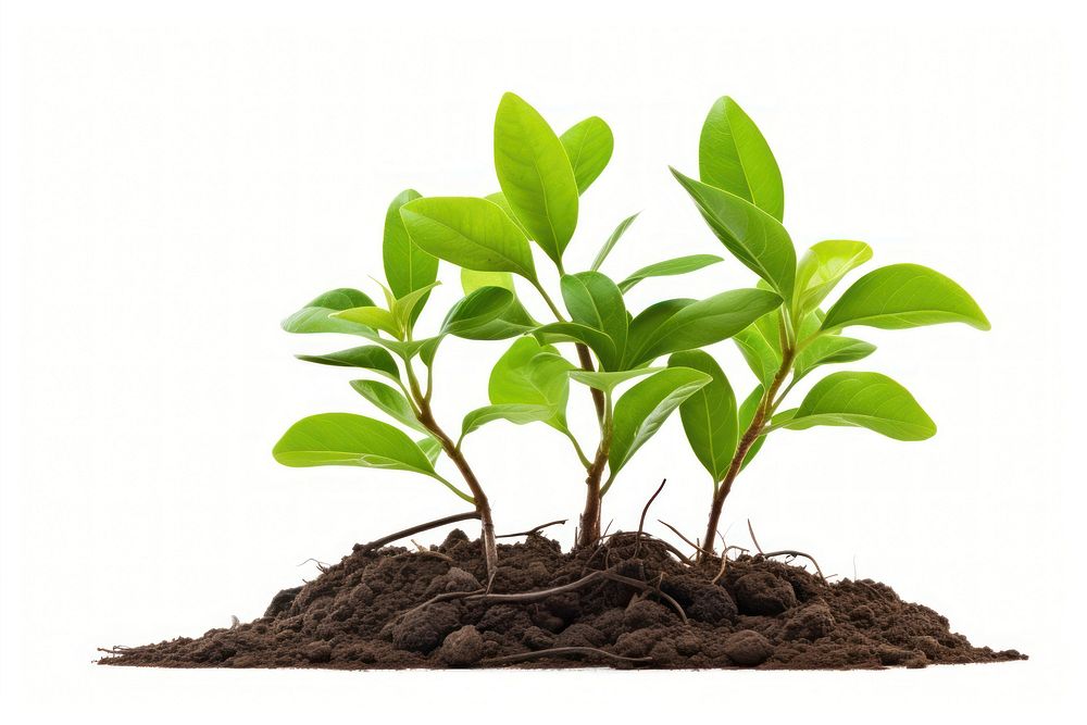 Plant png sprout leaf soil. | Free Photo - rawpixel