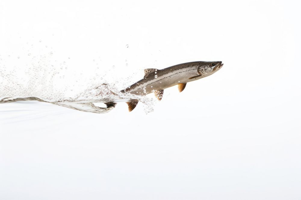 Trout animal fish splashing. AI | Free Photo - rawpixel