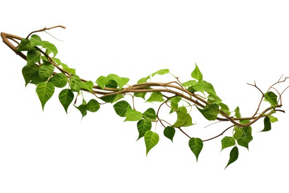 Jungle vines plant leaf ivy. | Free Photo - rawpixel