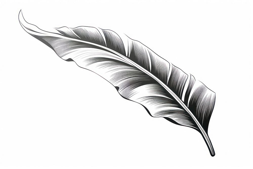 Banana leaf drawing sketch white. | Premium Photo Illustration - rawpixel