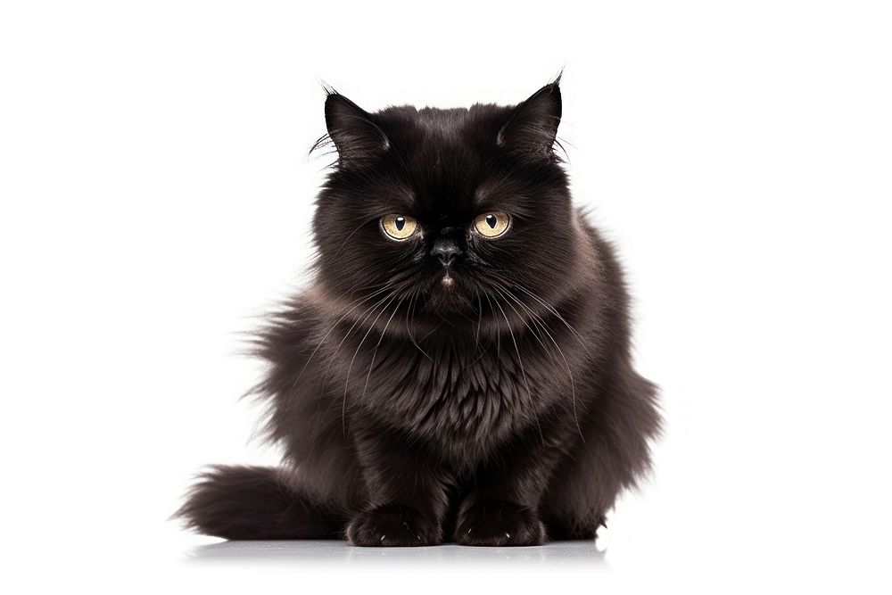 Black grumpy cat mammal animal | Premium Photo - rawpixel
