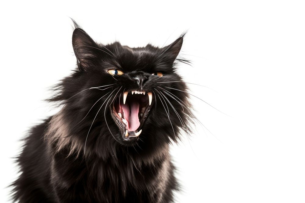 Black grumpy screaming cat mammal | Free Photo - rawpixel
