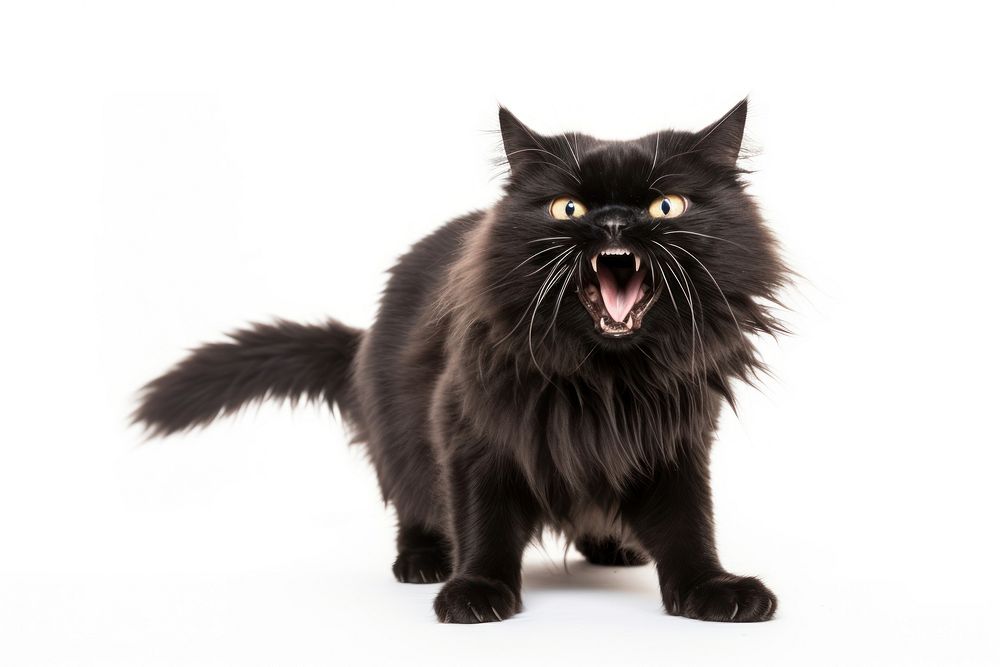 Black grumpy screaming cat mammal | Free Photo - rawpixel