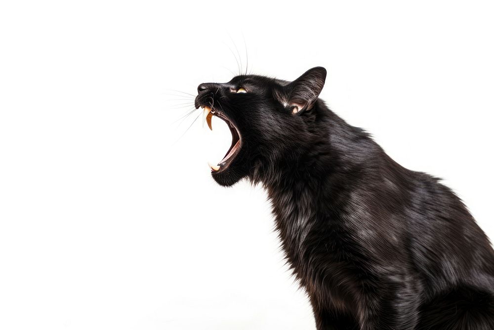 Screaming cat mammal animal black | Free Photo - rawpixel