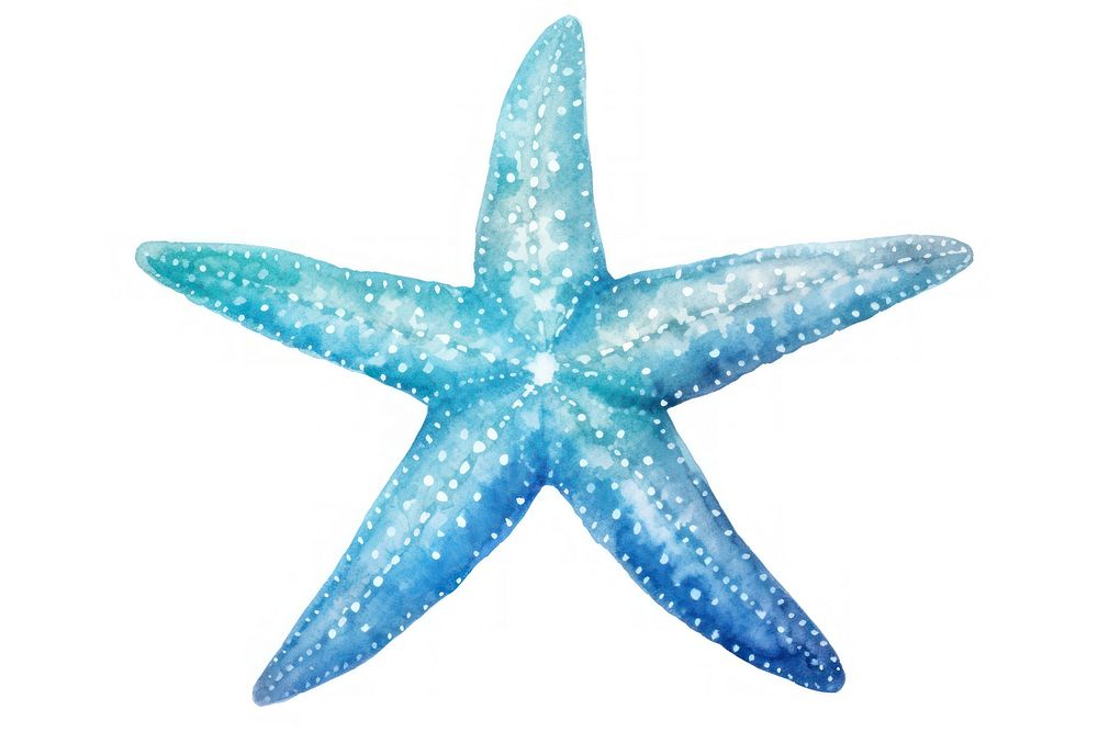 Starfish blue white background invertebrate. | Free Photo Illustration ...