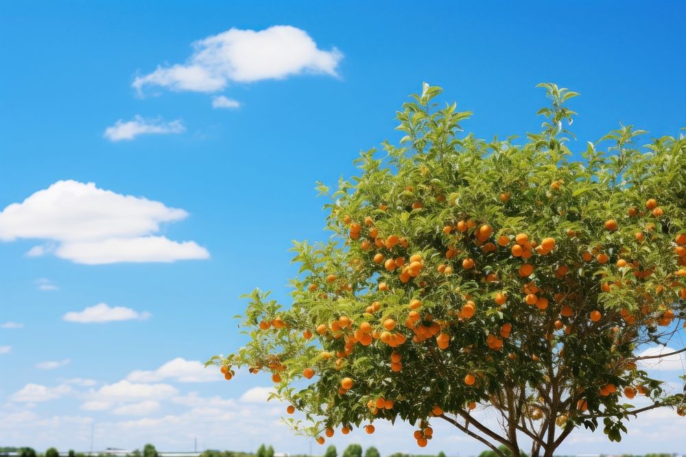 Orange trees sky outdoors nature. | Free Photo - rawpixel