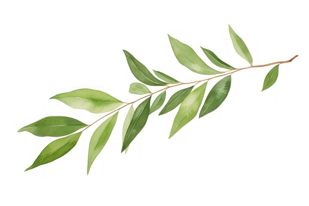 Laurel plant herbs leaf. AI | Free Photo Illustration - rawpixel