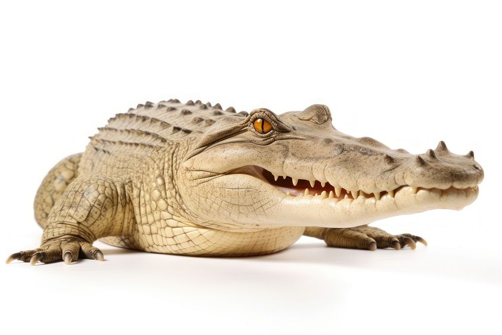 Caiman reptile animal lizard. | Premium Photo - rawpixel