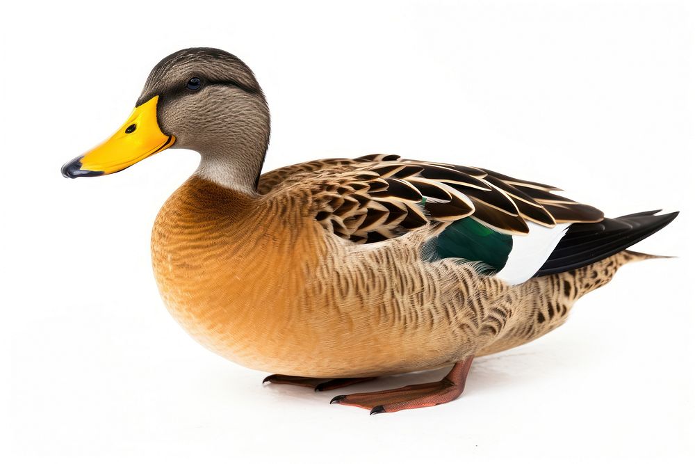 Wild duck animal bird beak. | Free Photo - rawpixel
