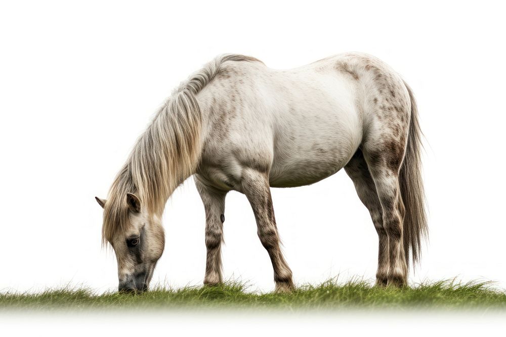 Horse grazing grassland stallion outdoors. | Free Photo - rawpixel
