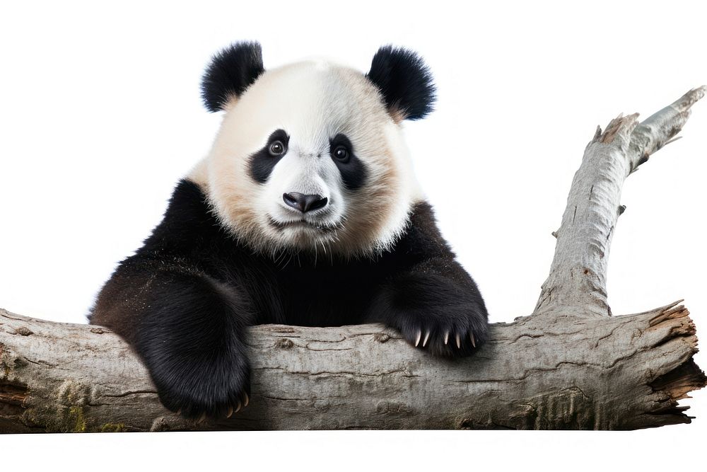 Panda eating wildlife animal mammal | Free Photo - rawpixel