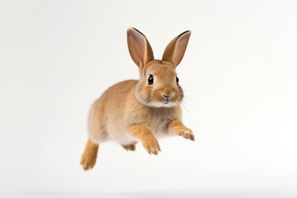 Rabbit animal rodent mammal. | Free Photo - rawpixel