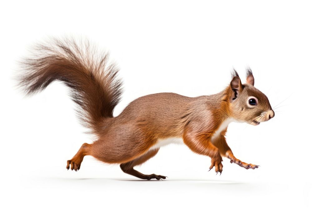 Squirrel running animal mammal rodent. | Free Photo - rawpixel