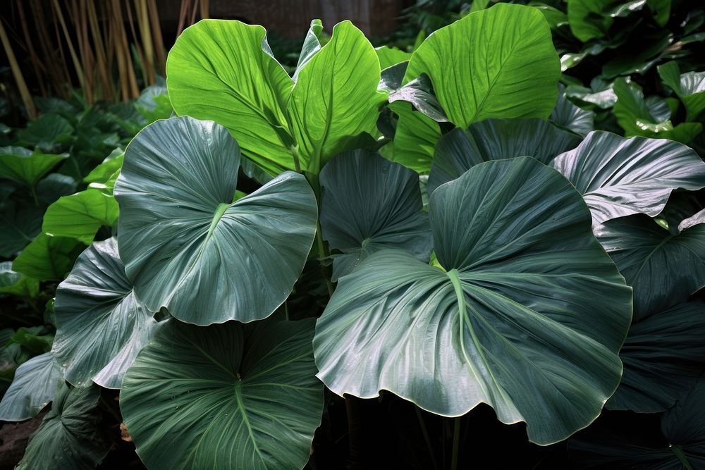 COLOCASIA plant outdoors nature. AI | Premium Photo - rawpixel