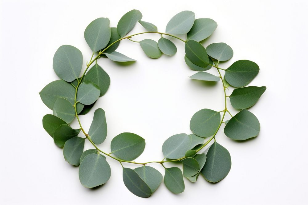 Eucalyptus circle leaf jewelry plant | Free Photo - rawpixel