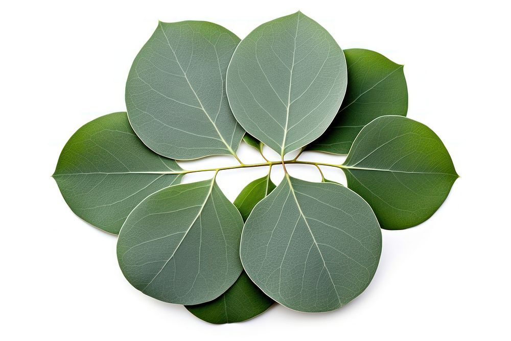 Eucalyptus circle leaf plant tree | Free Photo - rawpixel