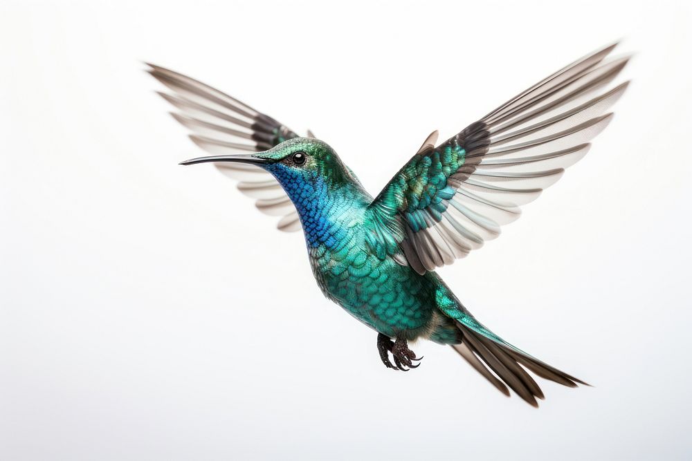 Hummingbird animal flying white background. | Premium Photo - rawpixel