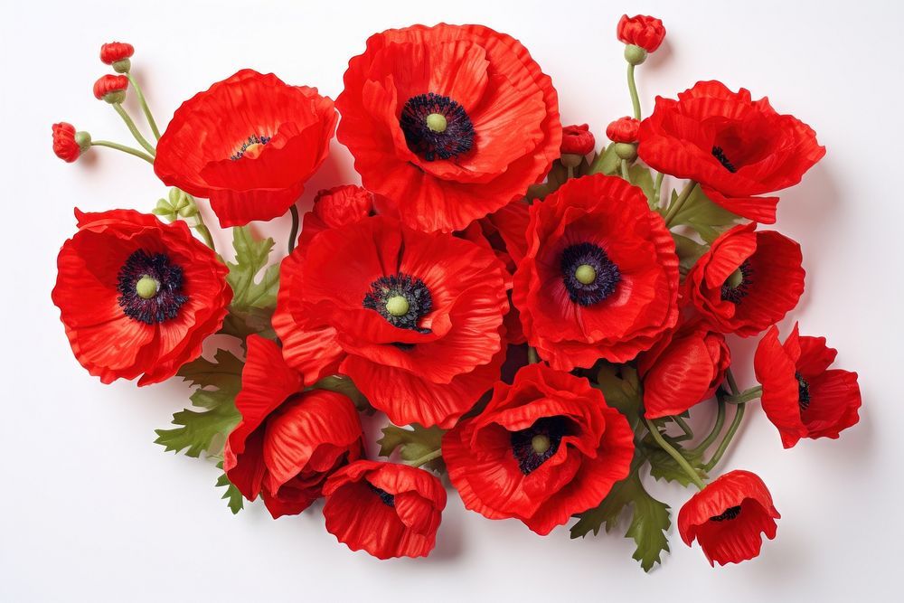 Poppy bouquet flower plant rose. | Free Photo - rawpixel