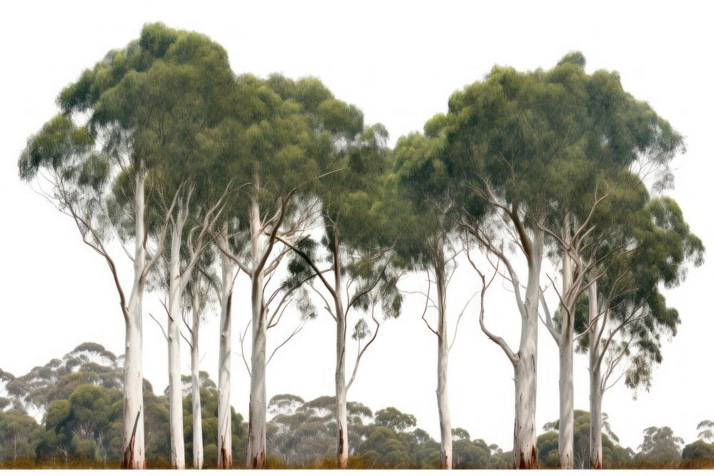 Eucalyptus trees landscape outdoors woodland. | Free Photo Illustration ...