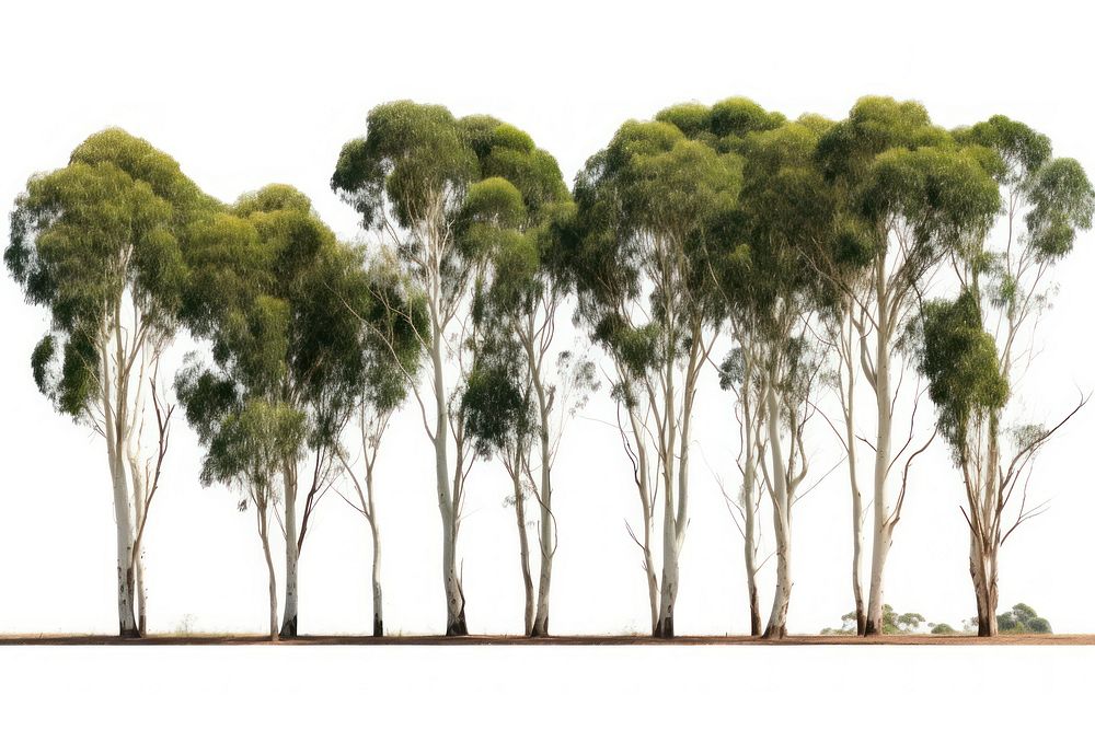 Eucalyptus trees outdoors woodland nature. | Free Photo Illustration ...