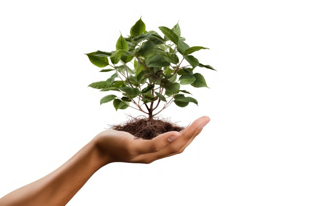 Plant hand planting finger. | Free Photo - rawpixel