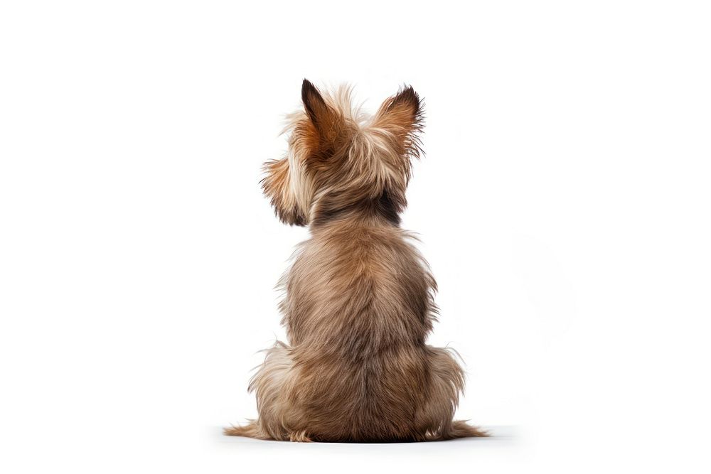 Dog back view terrier mammal | Premium Photo - rawpixel