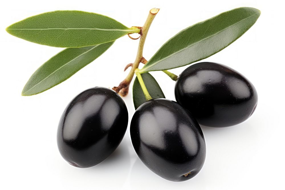 Olives fruit branch plant. | Free Photo - rawpixel