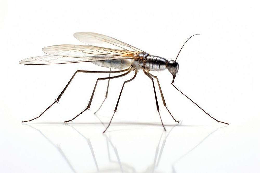 Water striders insect mosquito animal. | Free Photo - rawpixel