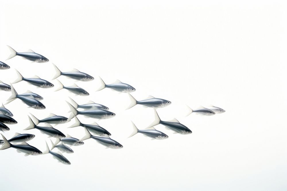 Backgrounds fish white background repetition | Premium Photo - rawpixel