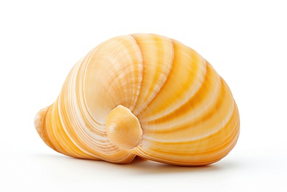 Shell seashell conch clam. AI | Premium Photo - rawpixel