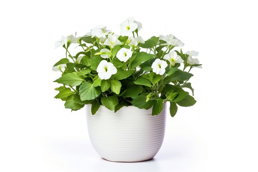 Flowering plant white leaf inflorescence. | Free Photo - rawpixel