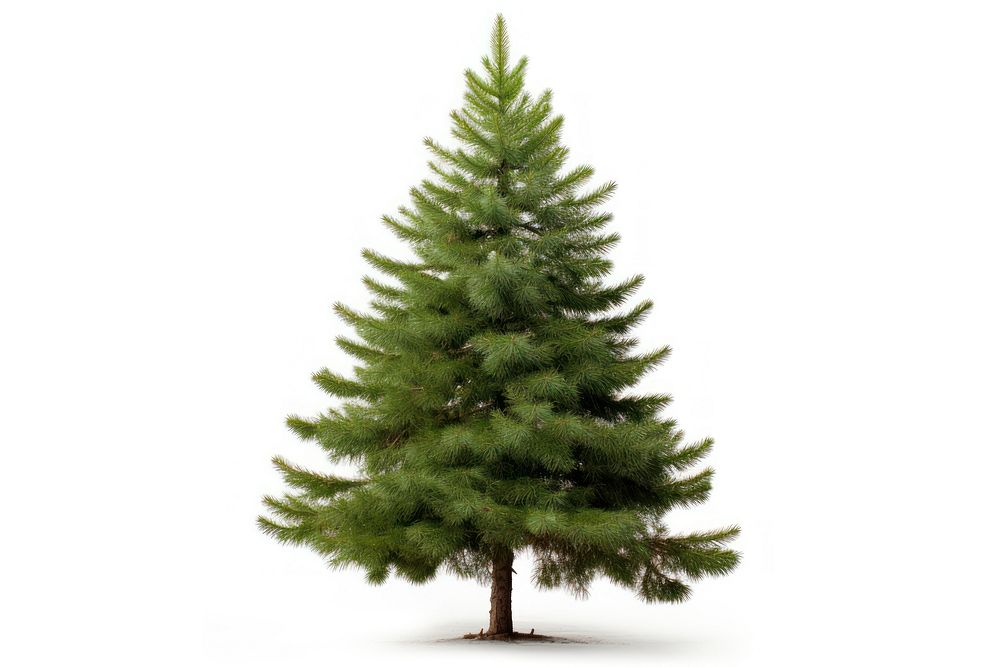 Pine tree pine plant fir. | Free Photo - rawpixel