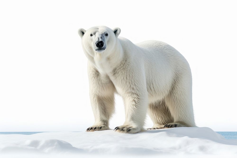 Bear wildlife standing animal. | Free Photo - rawpixel