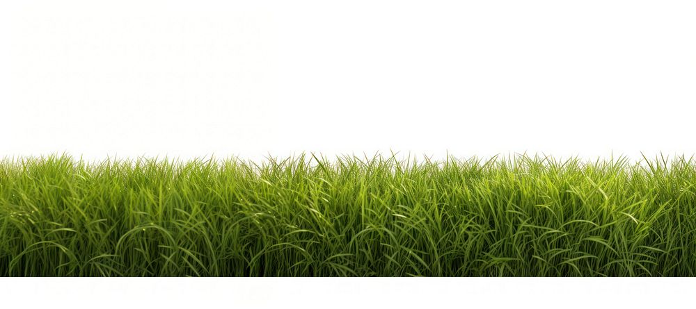 Big grass field backgrounds outdoors | Premium Photo - rawpixel