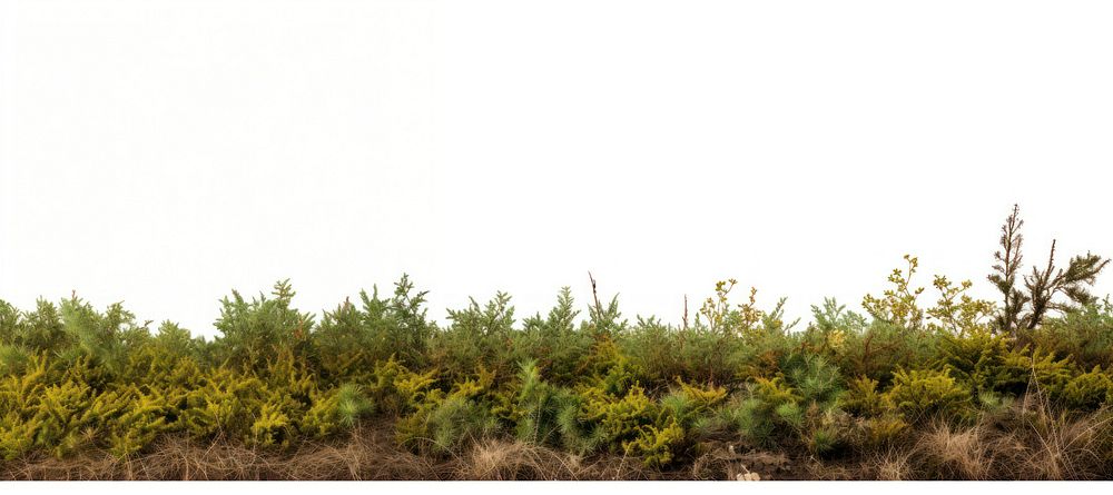 North American wild bush land | Free Photo - rawpixel