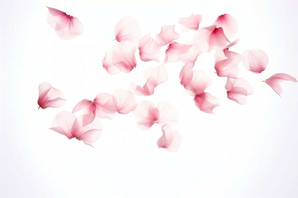 Sakura leaves falling backgrounds flower | Free Photo - rawpixel