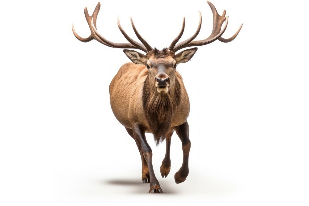 Elk wildlife animal mammal. AI | Premium Photo - rawpixel